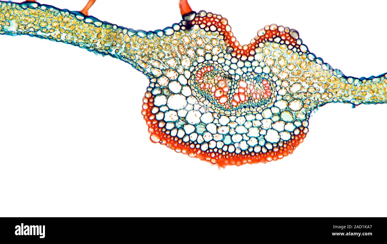 Fern (Adiantum capillus-veneris) leaf. Light micrograph of a section ...