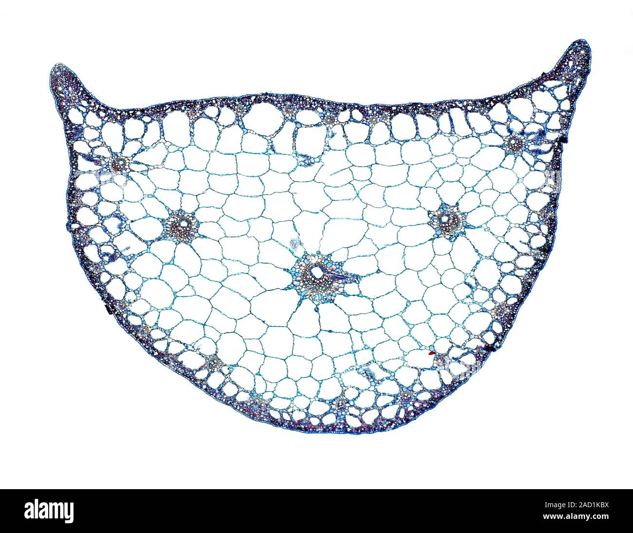 Common water-plantain (Alisma plantago-aquatica petiole) petiole. Light ...