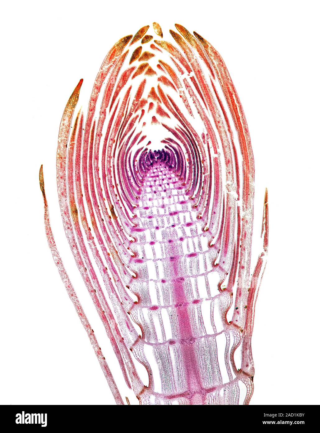 Mares-tail (Hippuris vulgaris) bud. Light micrograph of a section ...