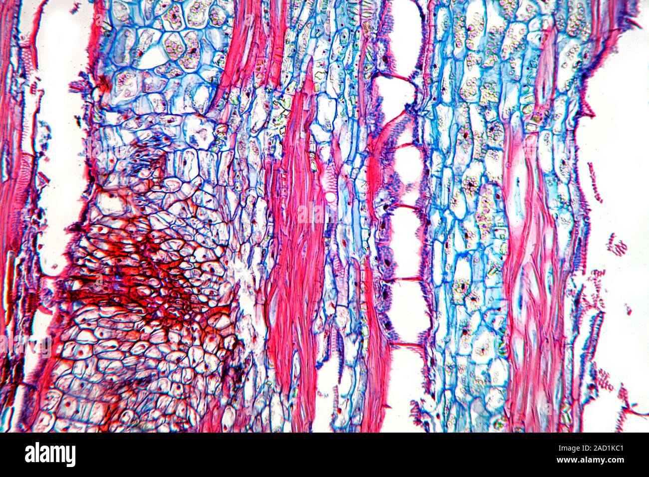 Cucumber (Cucurbita sativus) stem. Light micrograph of a section ...