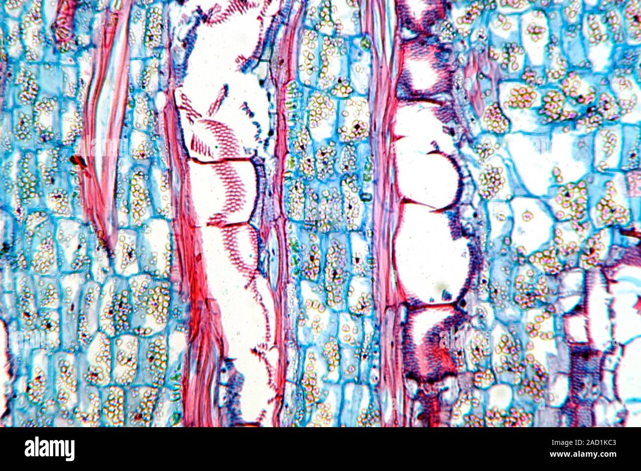 Cucumber (Cucurbita sativus) stem. Light micrograph of a section ...