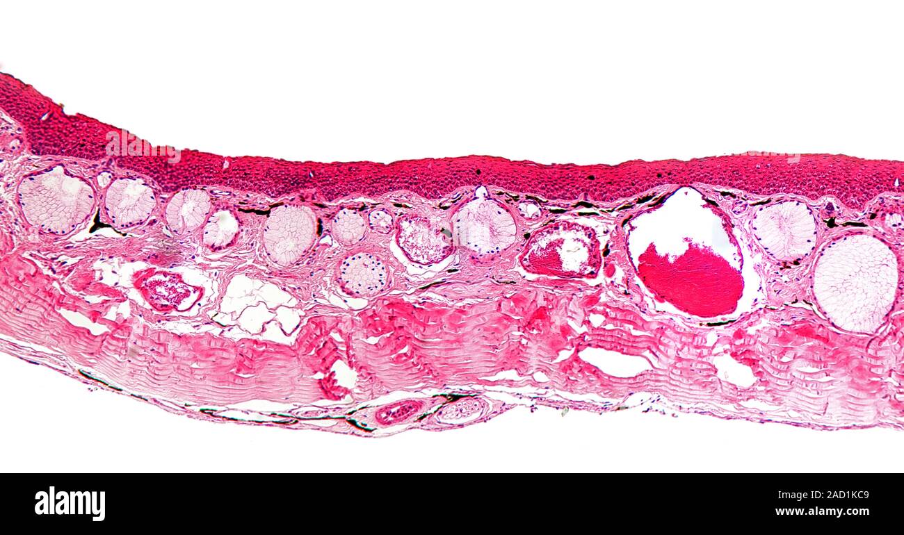 African clawed toad skin. Light micrograph of a section through skin ...