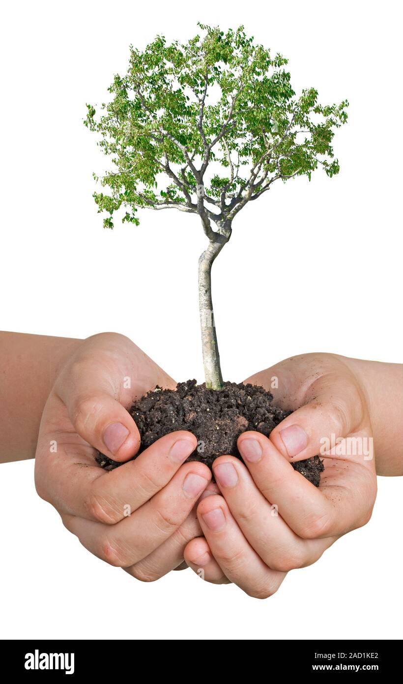 Tree in hands as a symbol of nature potection Stock Photo - Alamy