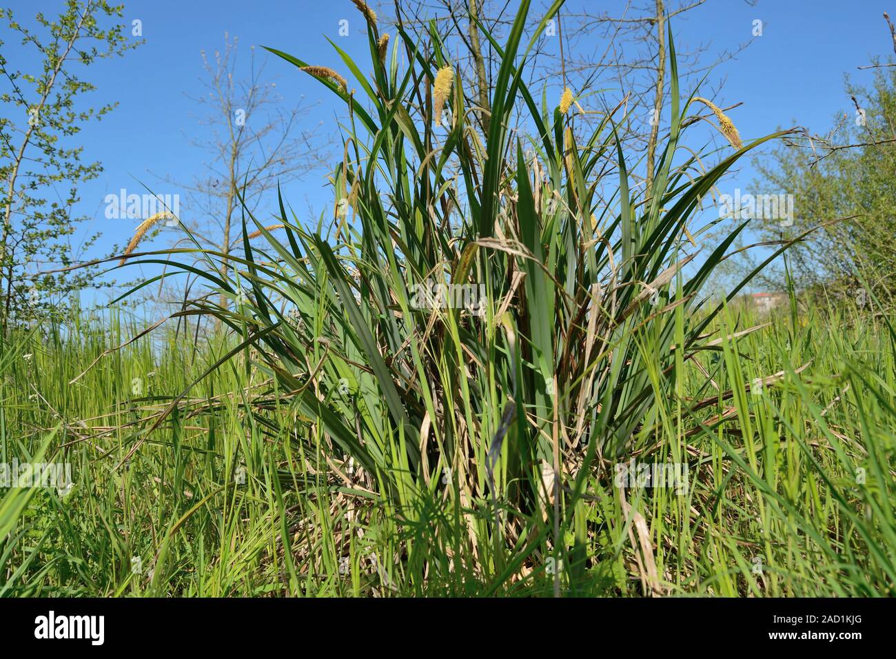 Pendulous sedge (Carex pendula). The pollen of this plant is ...