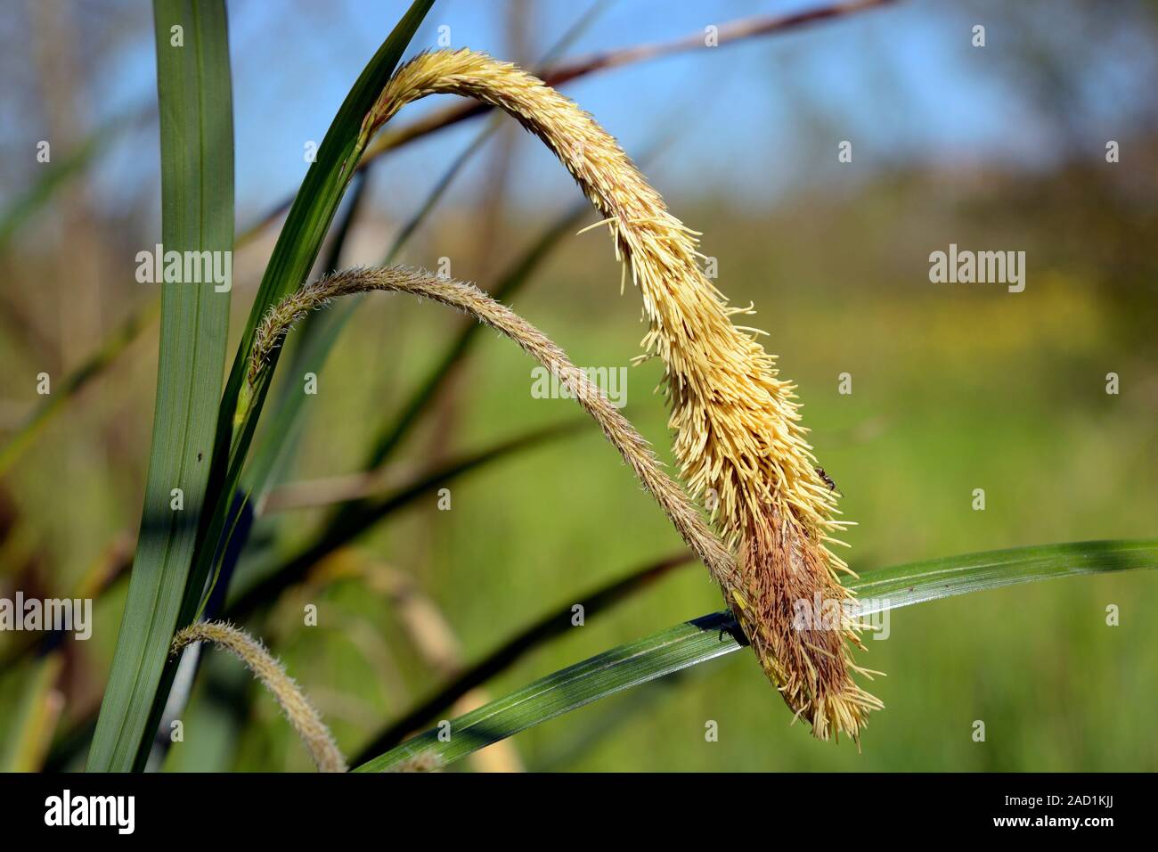 Sedge female and male flowering spikes. Flowering spikes ...