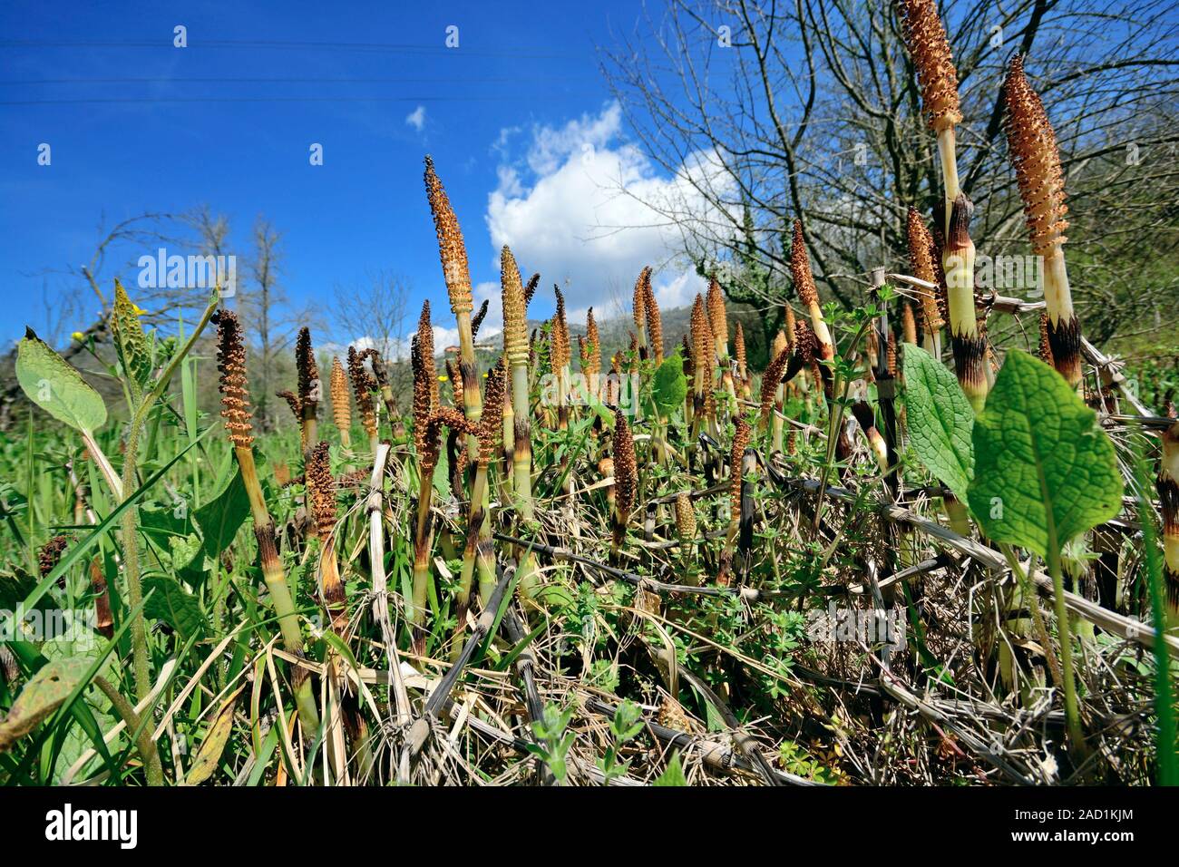 Great horsetail (Equisetum telmateia). The horsetails are a prehistoric ...