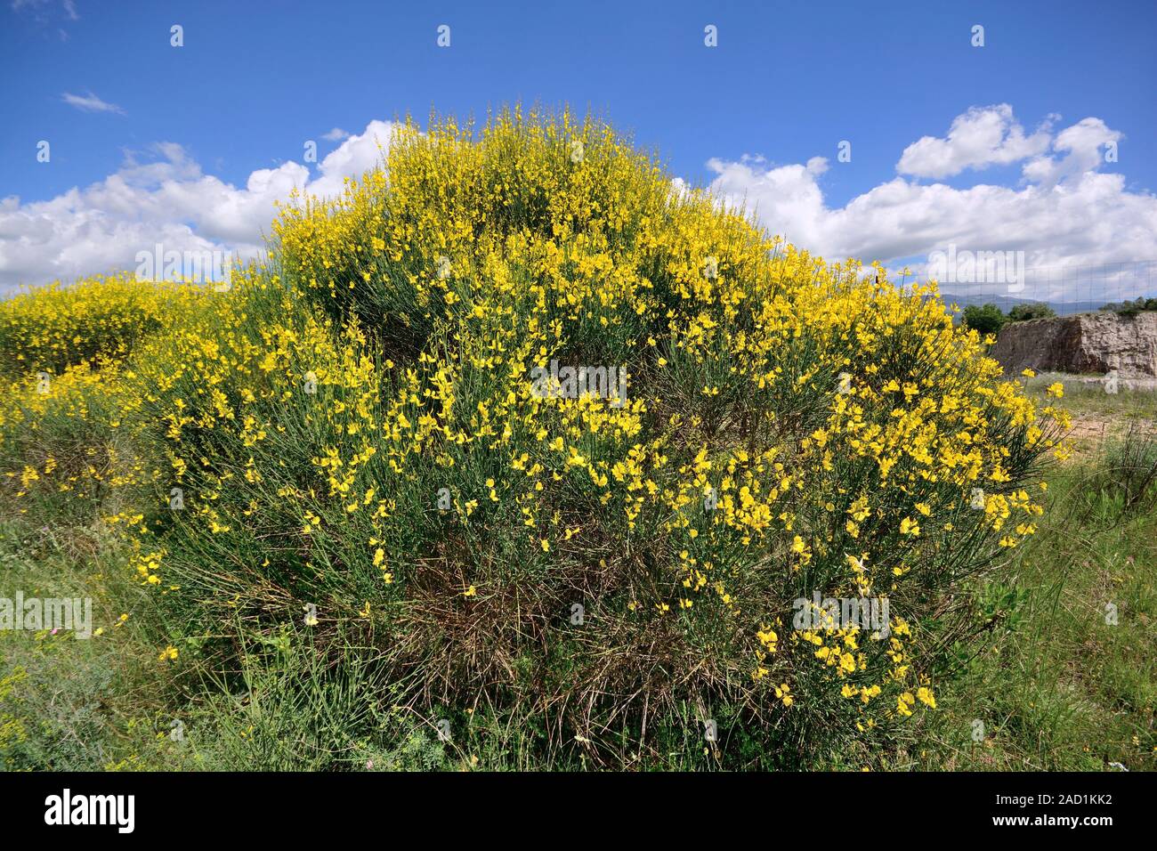 Spanish broom (Spartium junceum). This plant is native to the ...