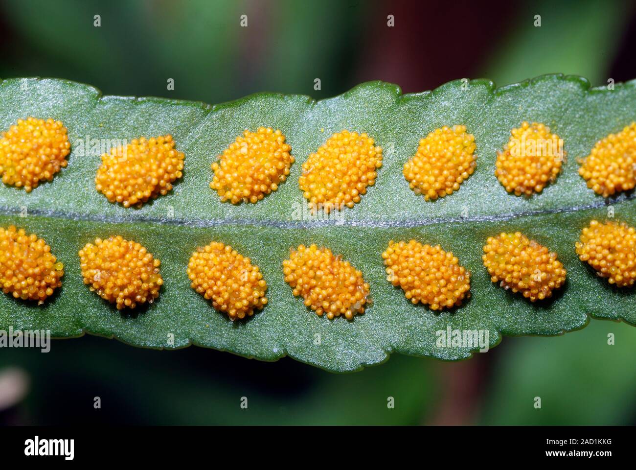 Southern polypody (Polypodium australe). On the underside of this fern ...