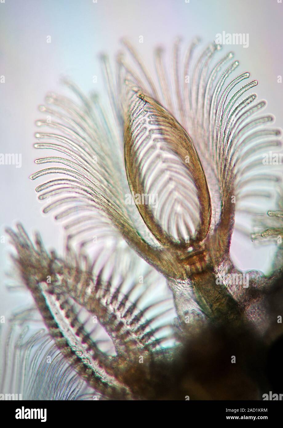 Bryozoans. Brightfield light micrograph of a section through two moss ...