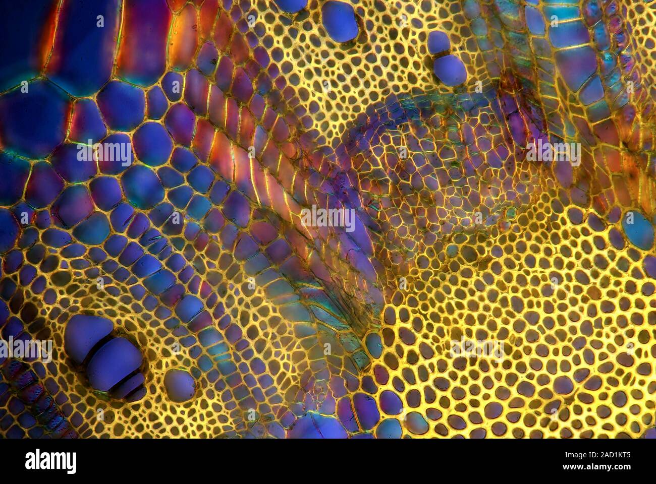 Dahlia plant stalk. Polarised light micrograph of a section through the ...