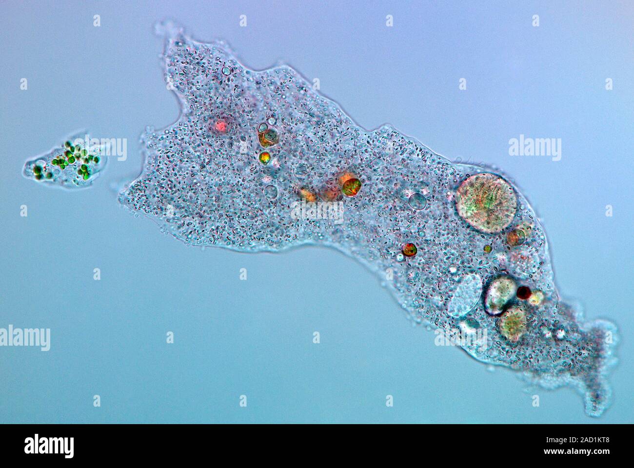 Amoeba protozoa. Polarised light micrograph of two (one small and one ...