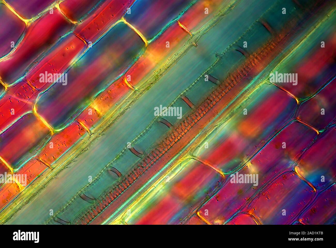 Reed plant stalk. Polarised light micrograph of a section through the ...