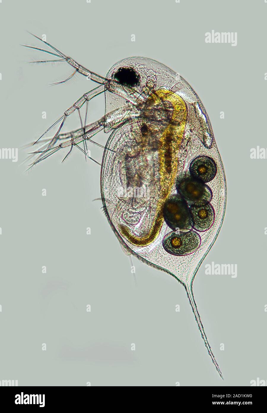 Water flea. Polarised light micrograph of a Daphnia sp. water flea ...