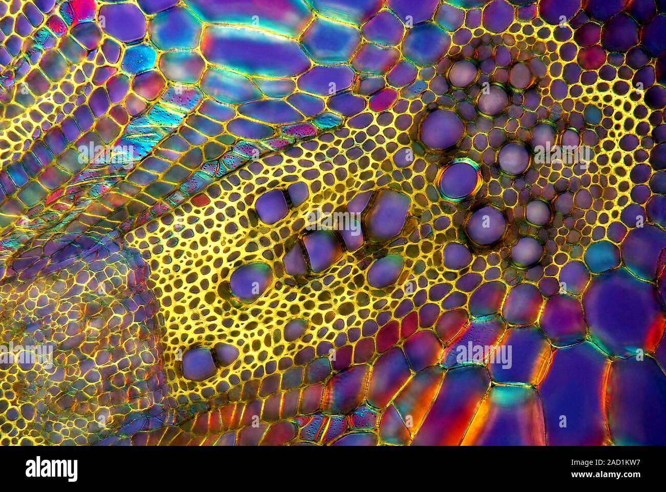 Dahlia plant stalk. Polarised light micrograph of a section through the ...