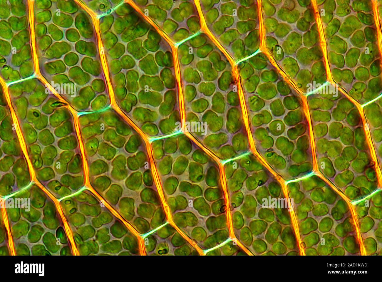 Moss. Polarised light micrograph of a section through moss tissue ...