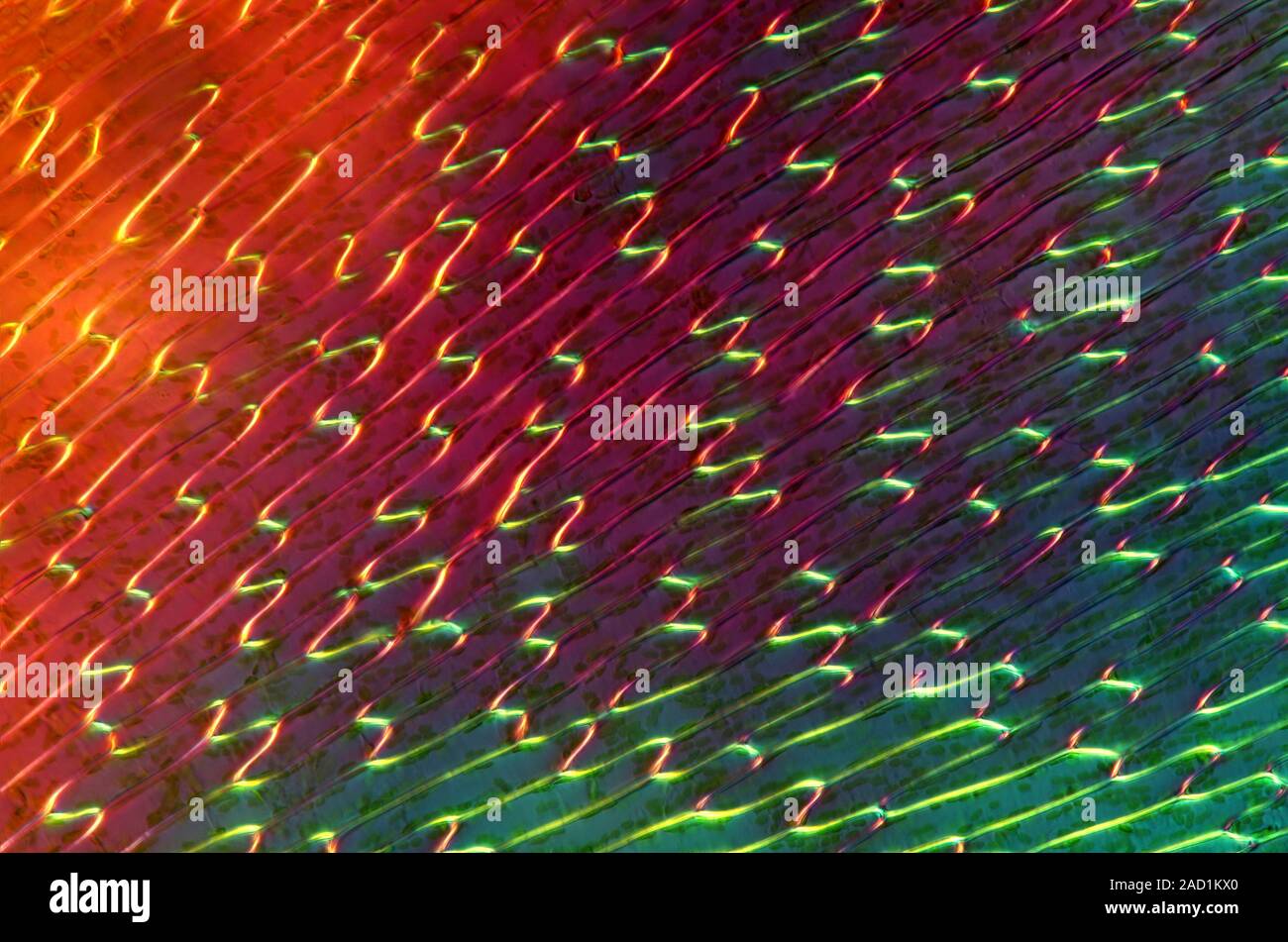 Moss. Polarised light micrograph of a section through moss tissue ...