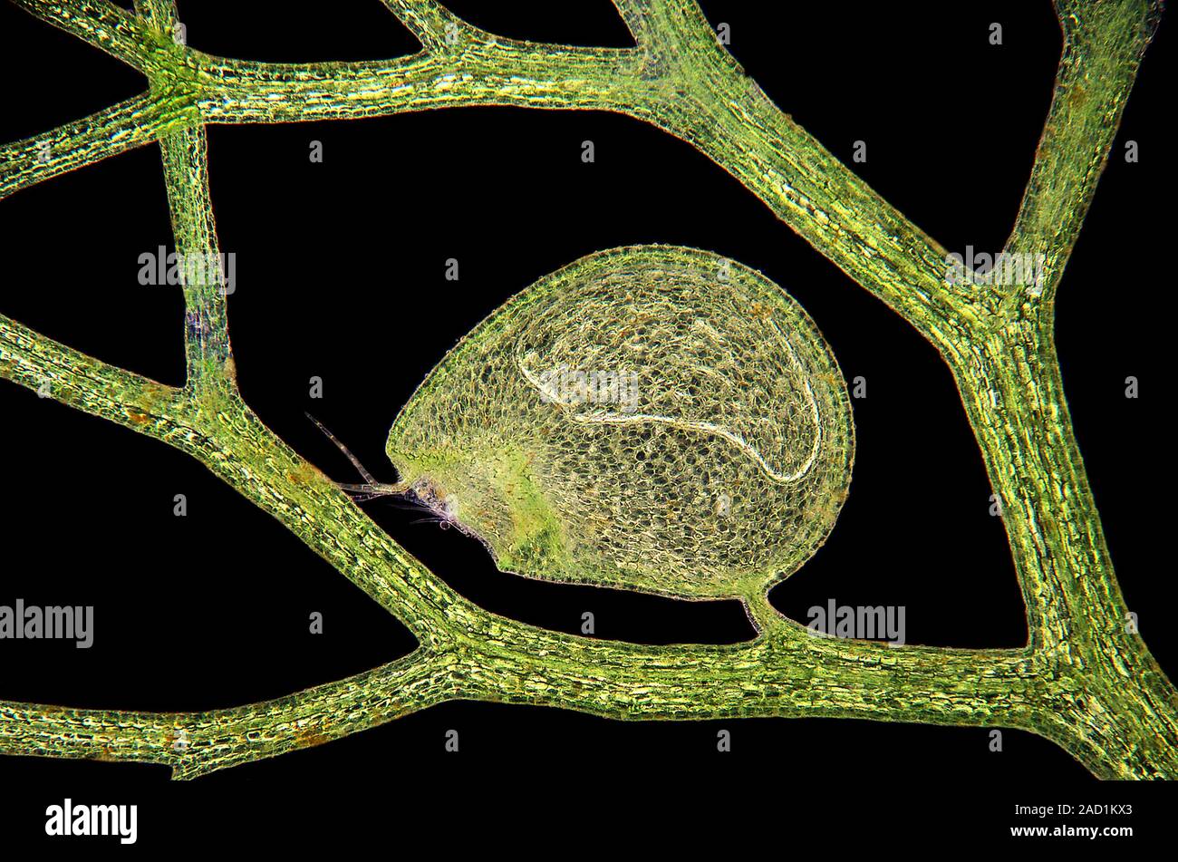 Bladderwort carnivorous plant. Darkfield illuminated light micrograph ...