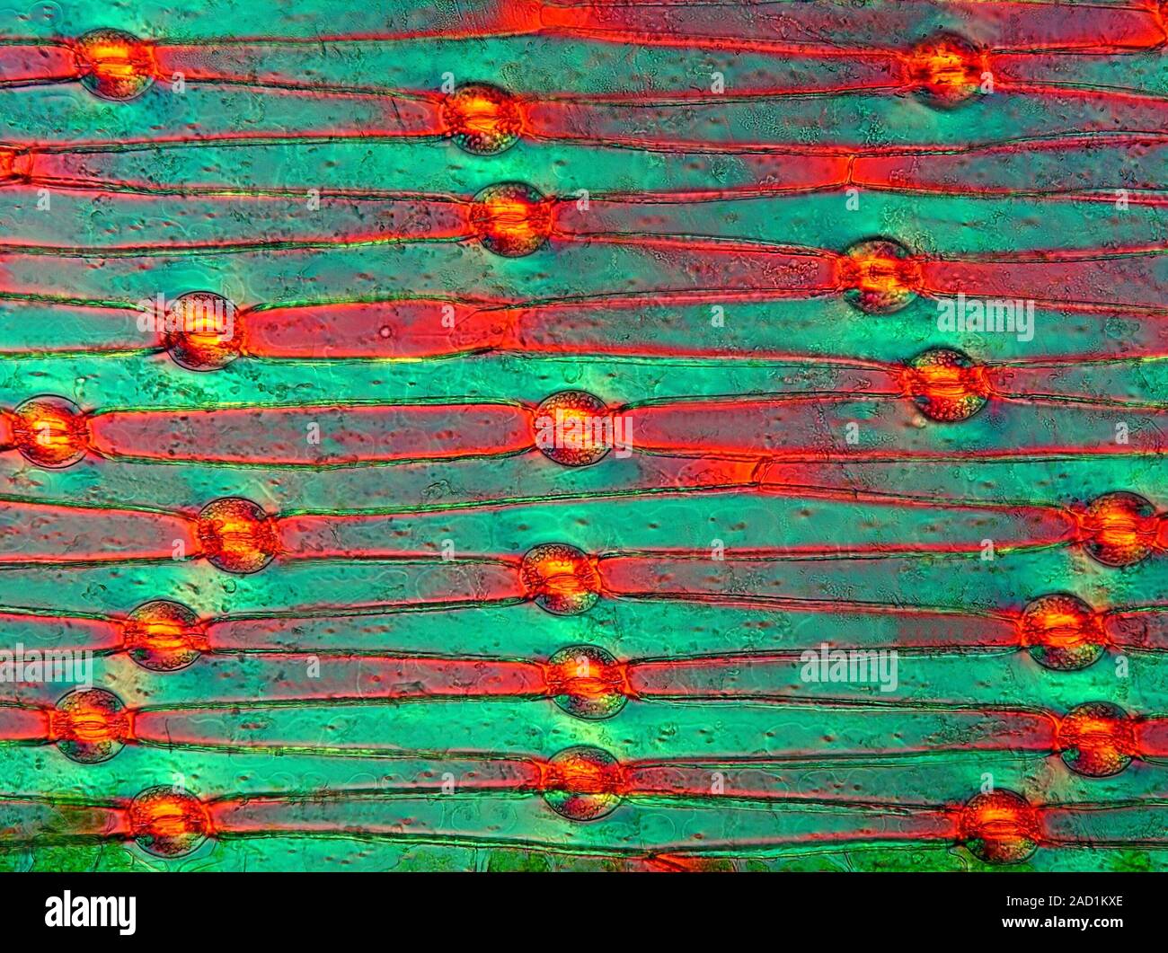 Polarised light micrograph of Iris sp. plant tissue showing the stomata ...