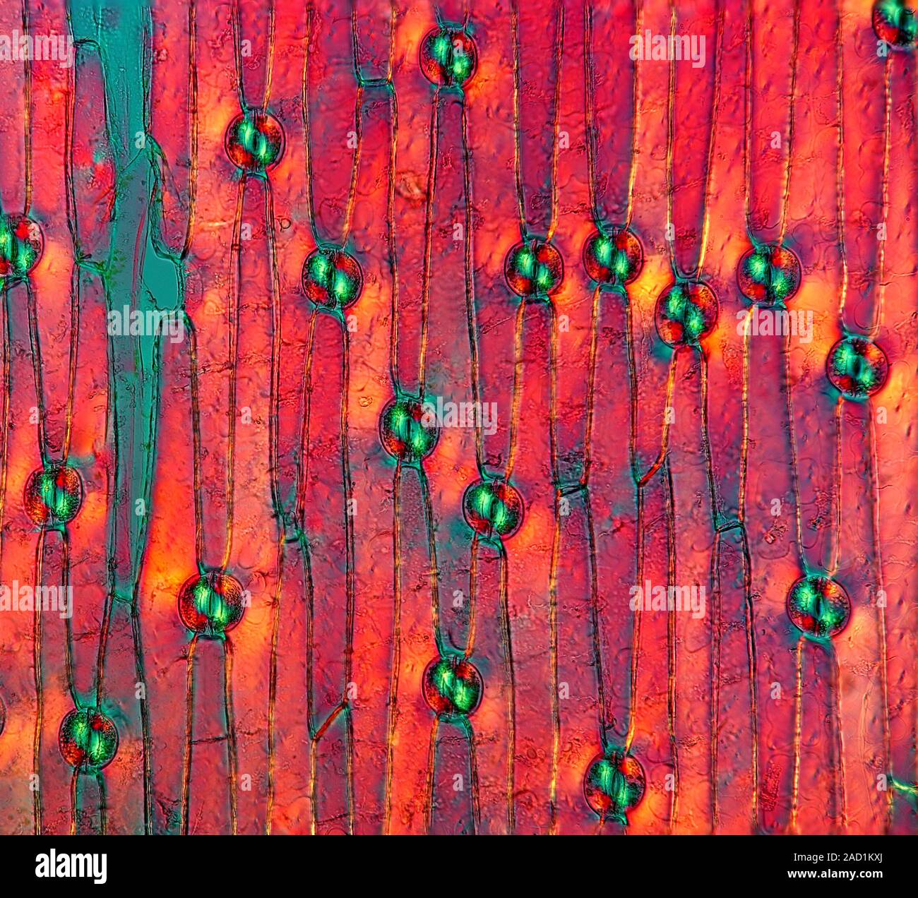 Polarised light micrograph of Iris sp. plant tissue showing the stomata ...