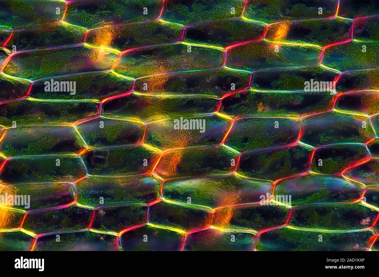 Pondweed. Light micrograph of a section through pondweed (Potamogeton ...