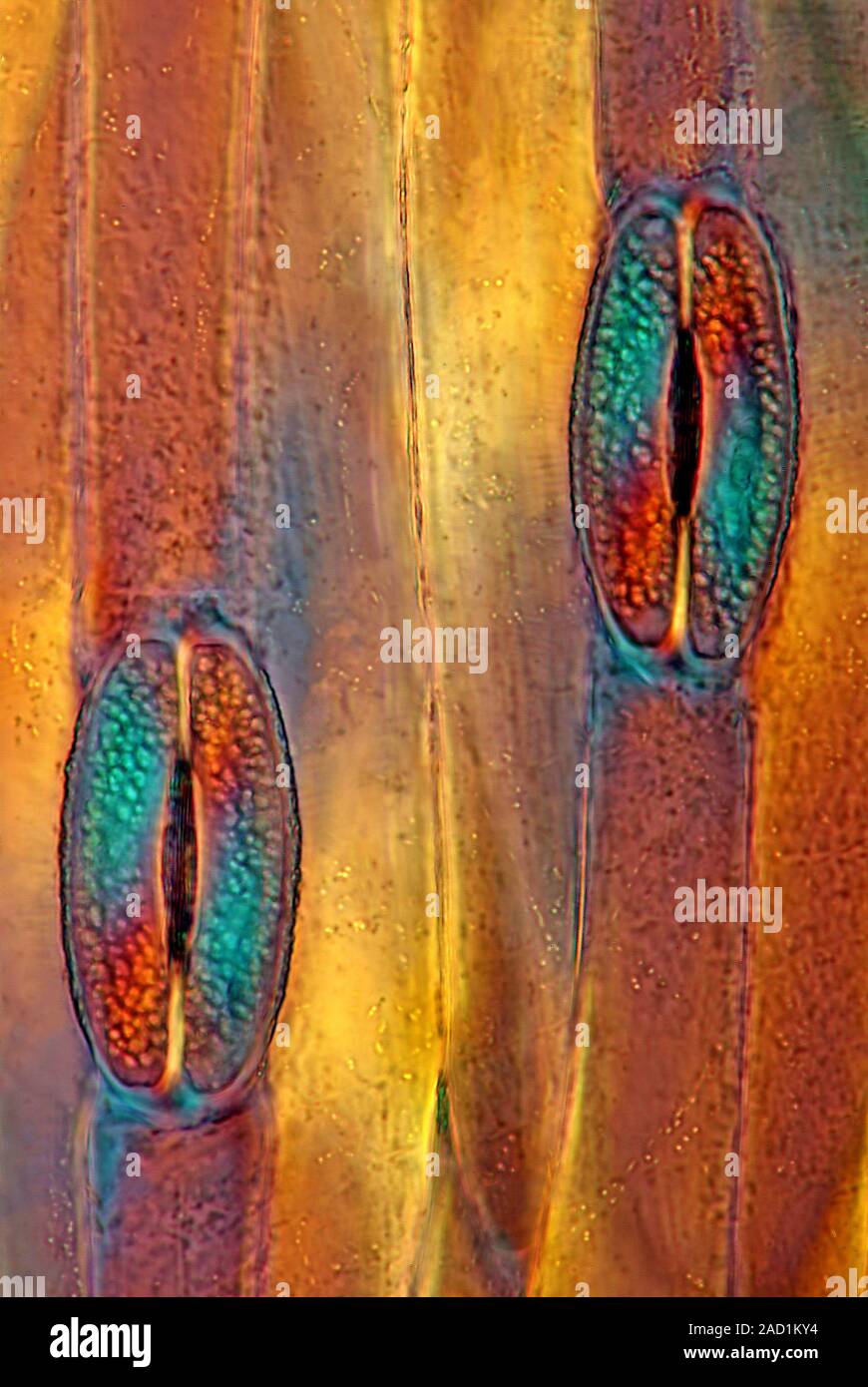 Polarised light micrograph of tulip (Tulipa sp.) tissue showing two ...