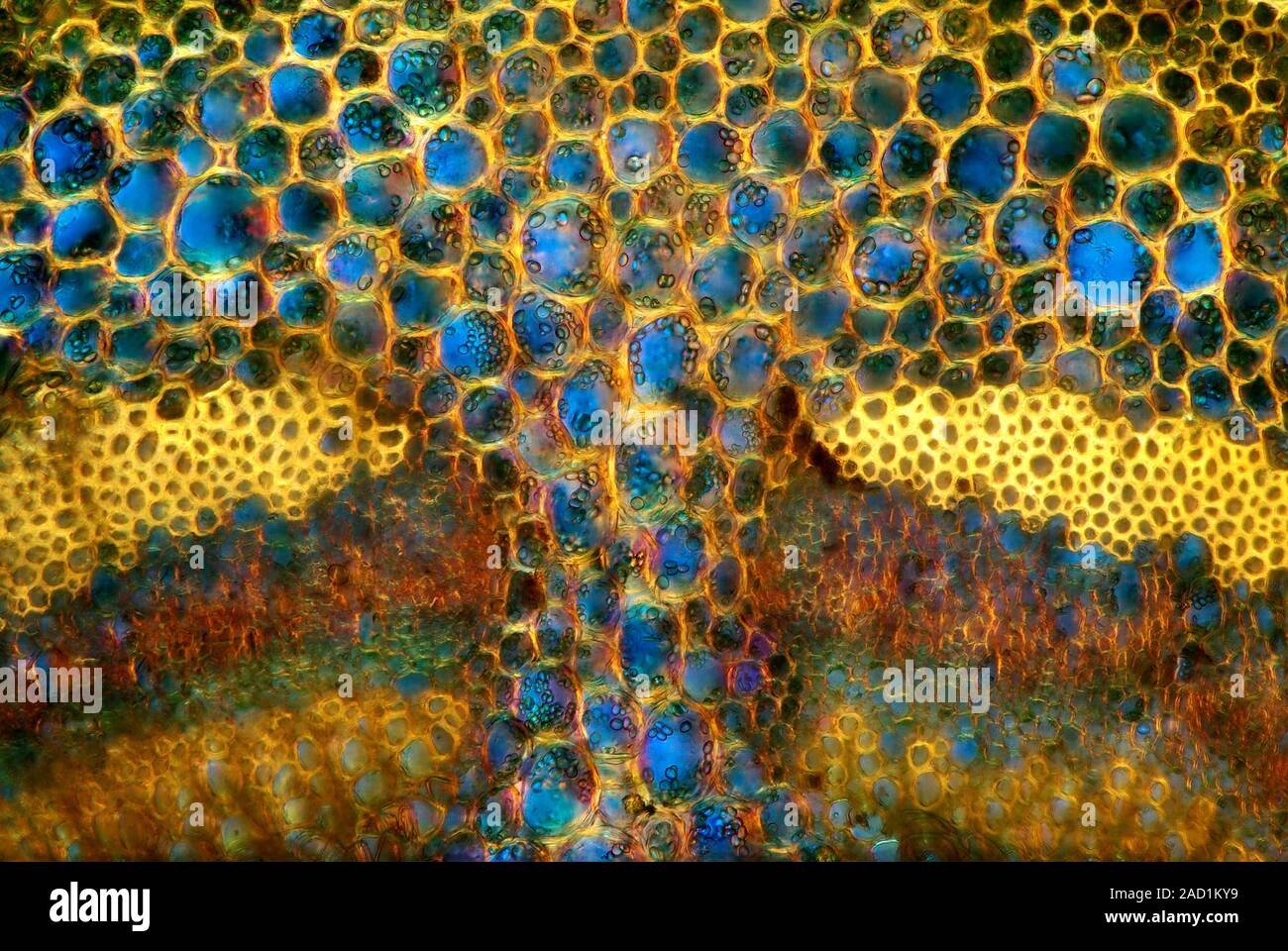 Plant tissue. Polarised light micrograph of a section through plant ...