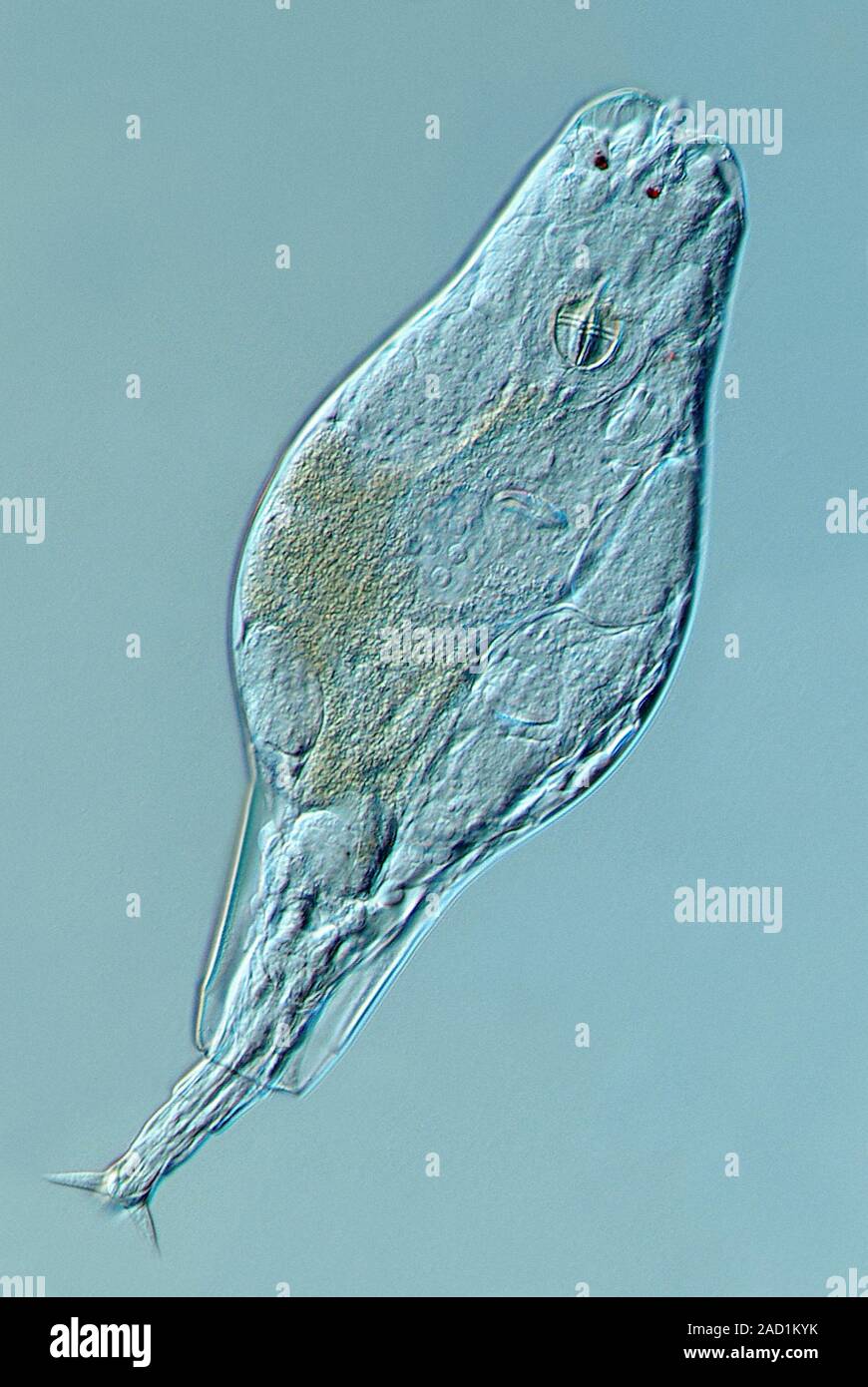 Rotifer. Brightfield illuminated light micrograph of a rotifer (phylum Rotifera). Rotifers are ...