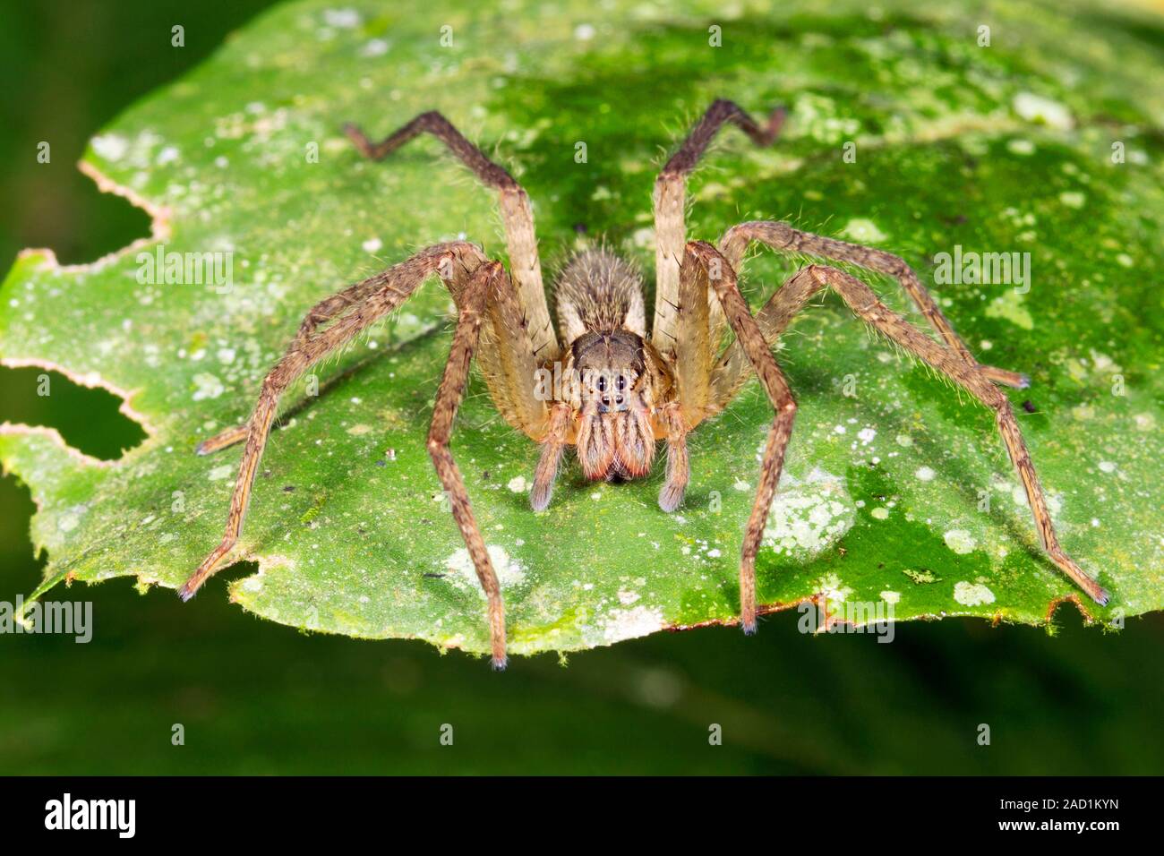 Wandering spider. Wandering spider (family Ctenidae) on a leaf ...