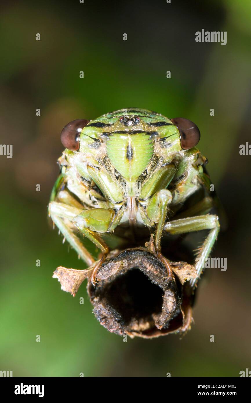 The face of a cicada (family Cicadidae) on a twig. Cicadas are best ...