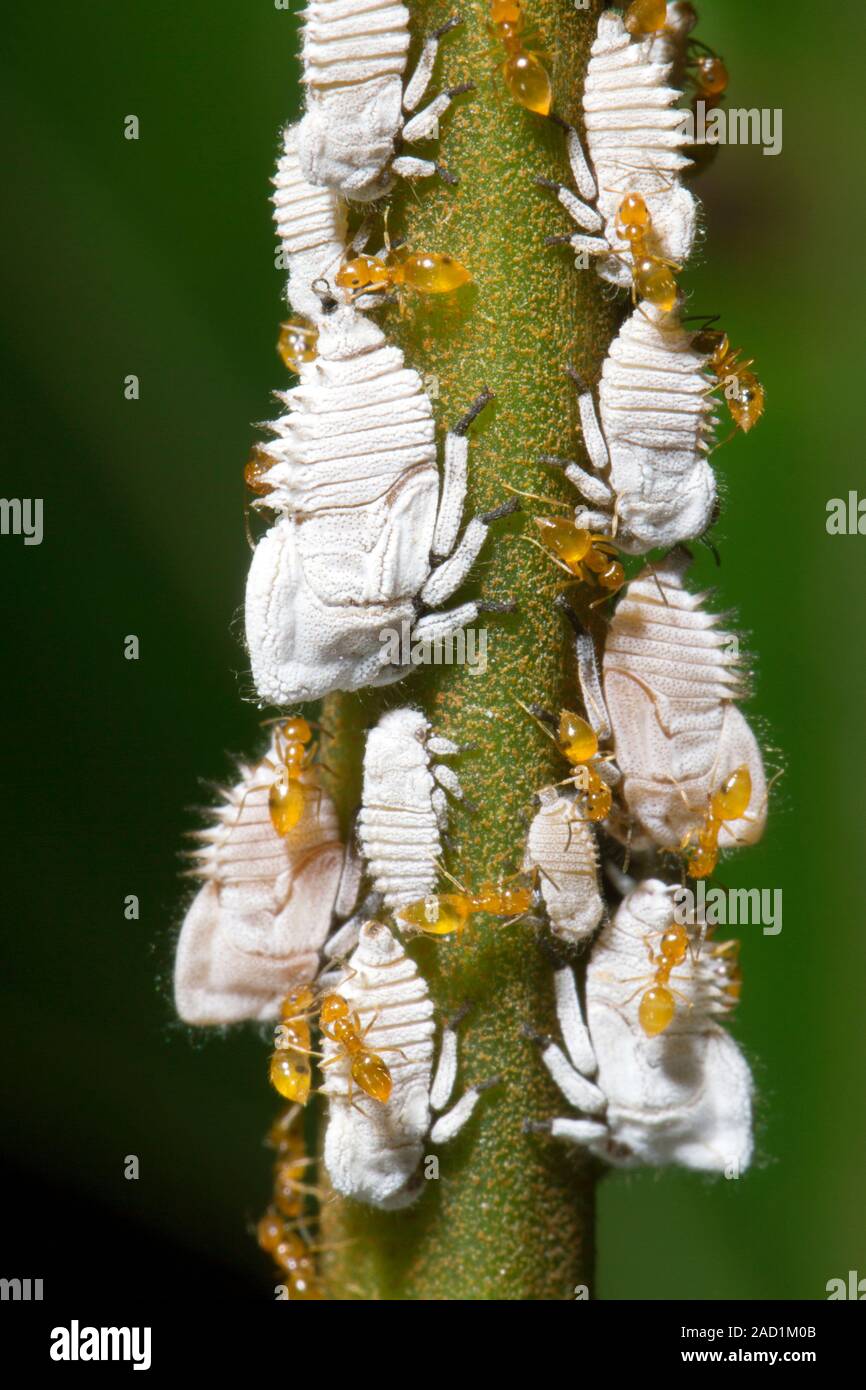 Tiny yellow ants tending a group of planthopper nymphs on a plant stem ...