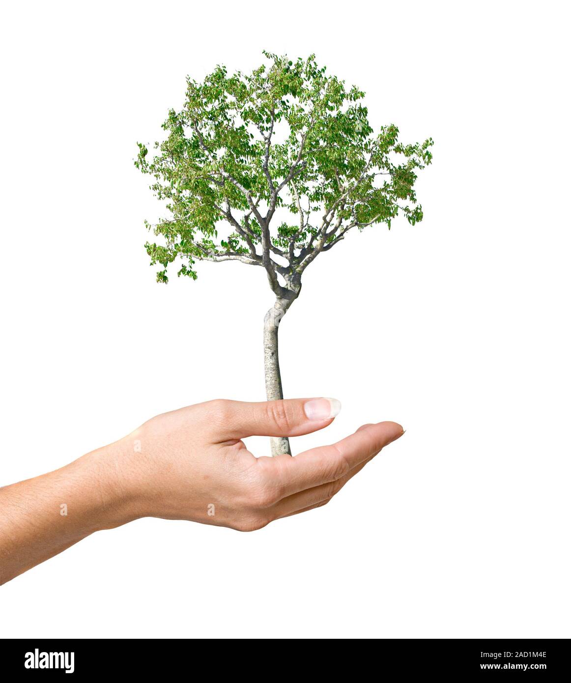 Hand tree planting Cut Out Stock Images & Pictures - Alamy