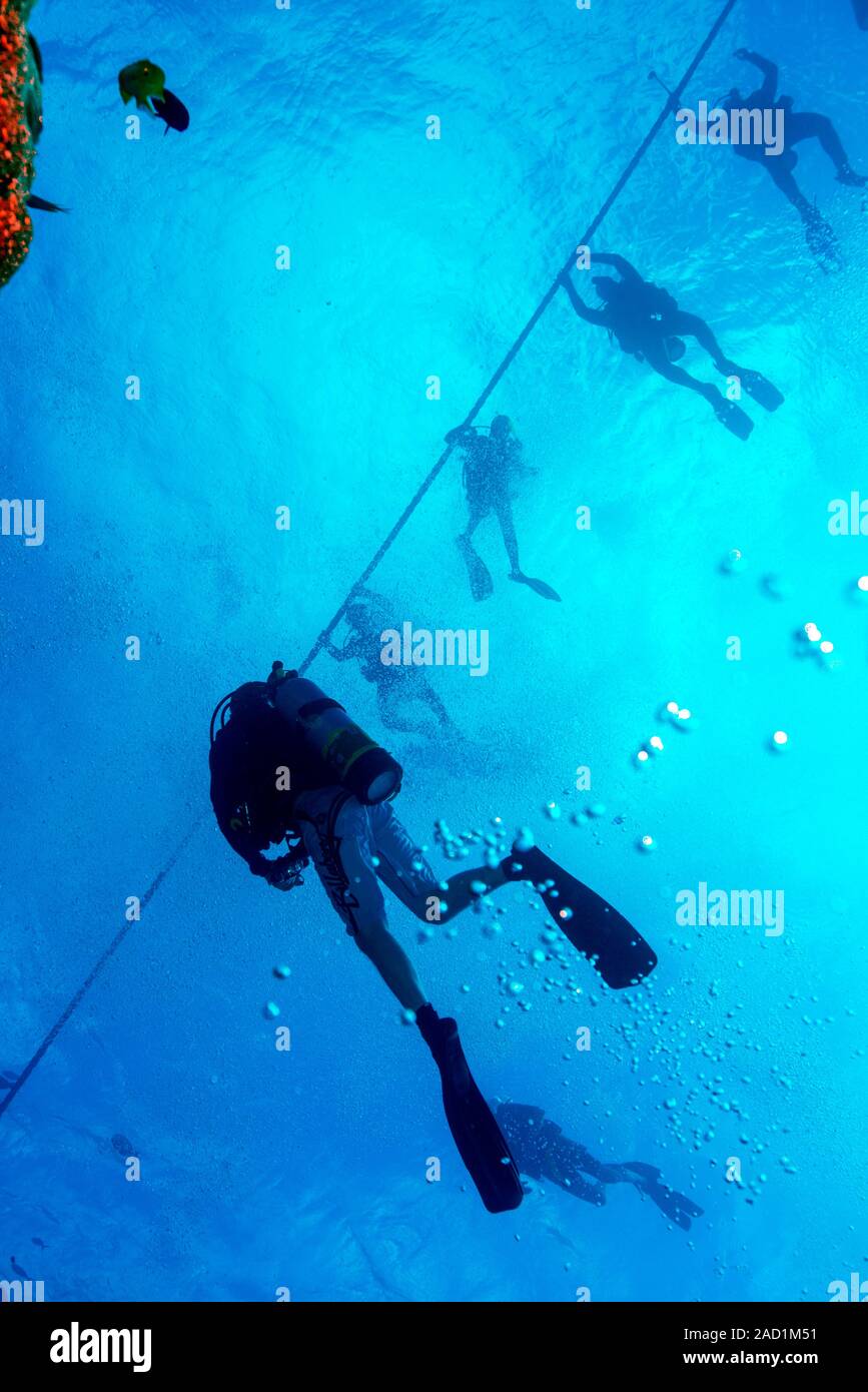 Scuba diving. Scuba divers navigating to a boat via a mooring line in a ...