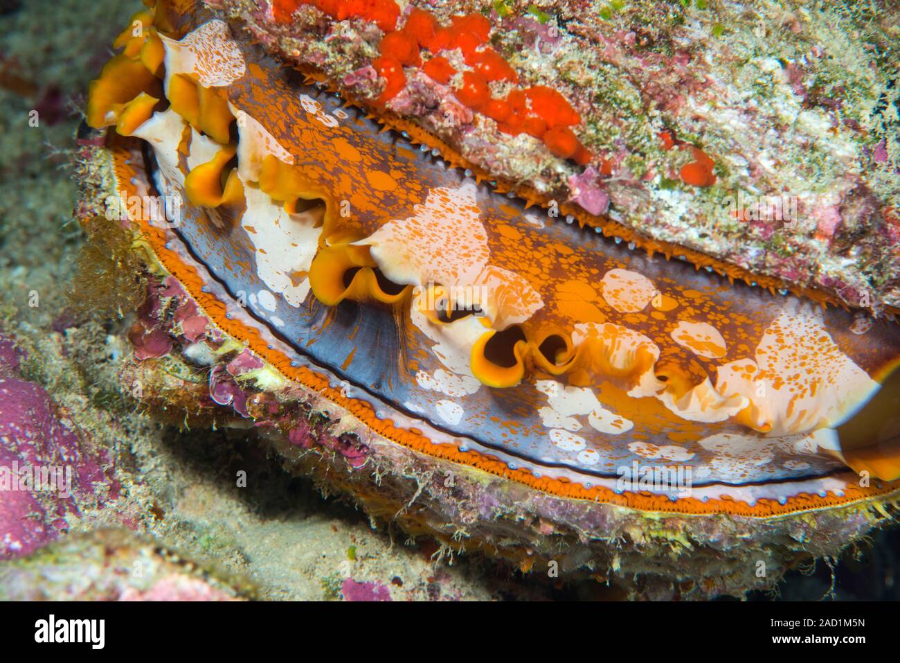 Thorny oyster (Spondylus sp.) feeding on a reef. The many species of ...