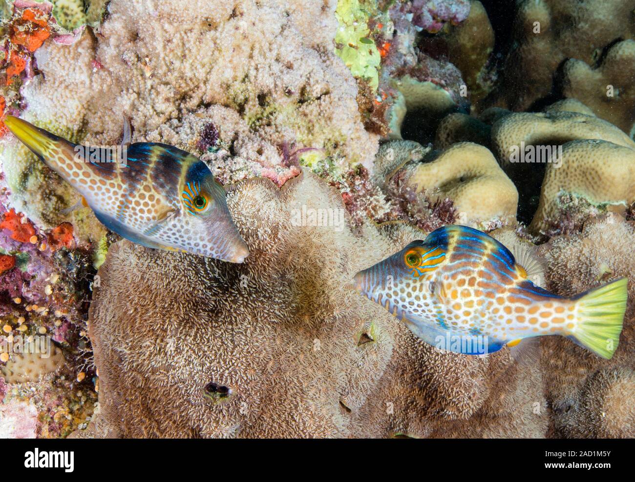 Wire-net filefish (Cantherhines pardalis) mating display. Pair of Wire ...