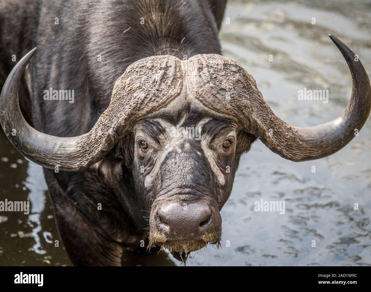 Buffalo bull hi-res stock photography and images - Alamy