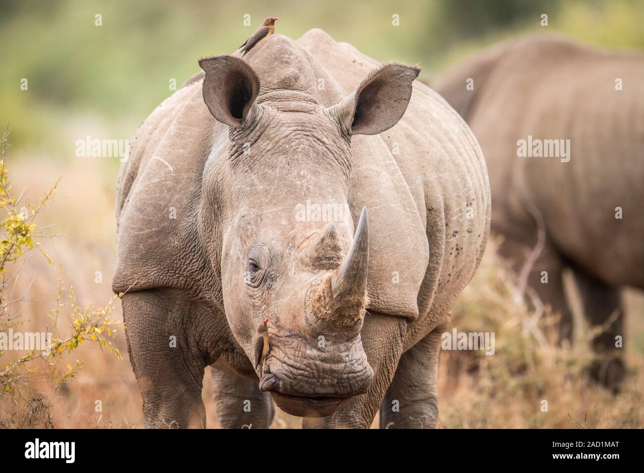Oxpecker rhino hi-res stock photography and images - Alamy