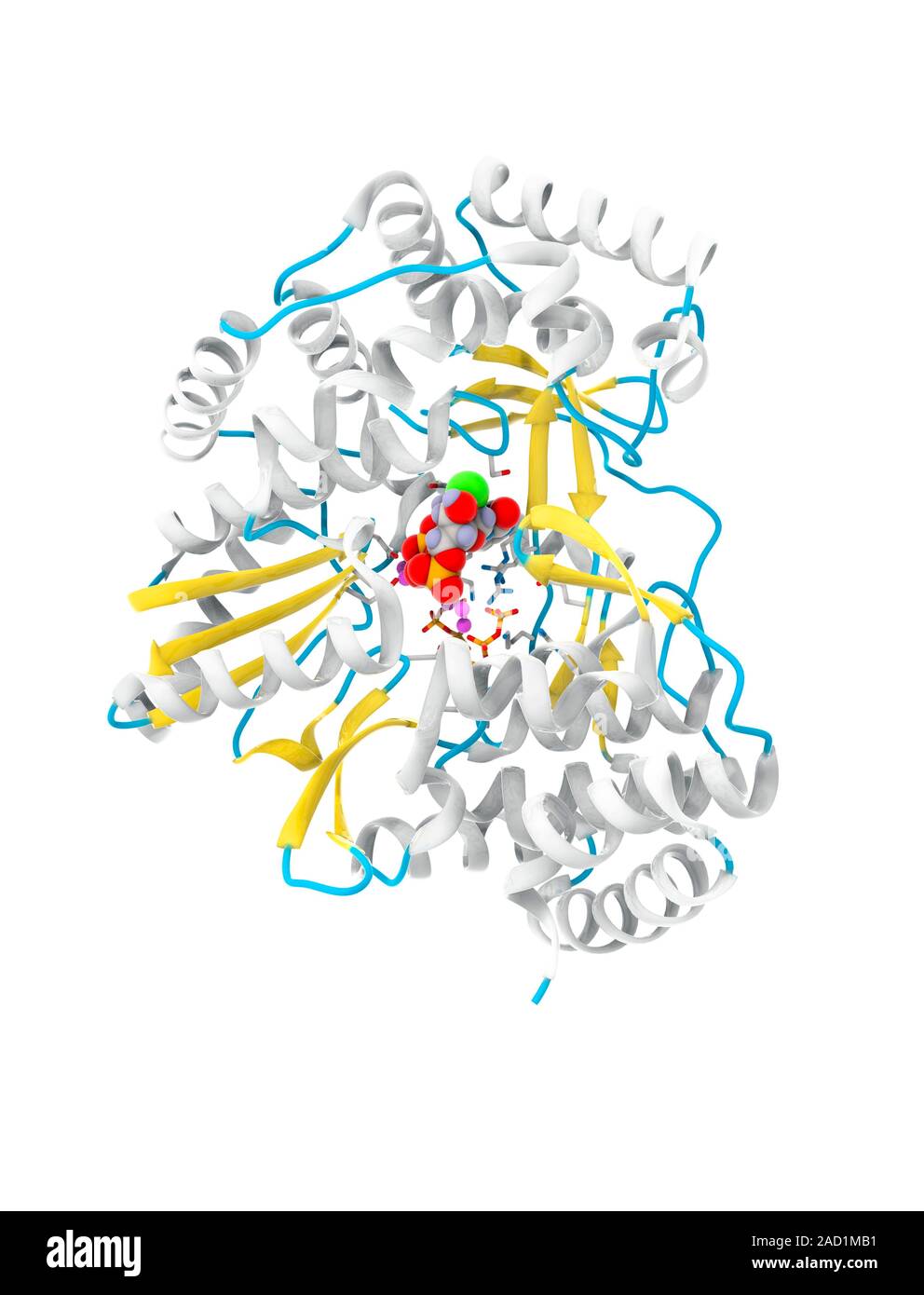 Hepatitis C polymerase enzyme molecule. Computer artwork showing the ...