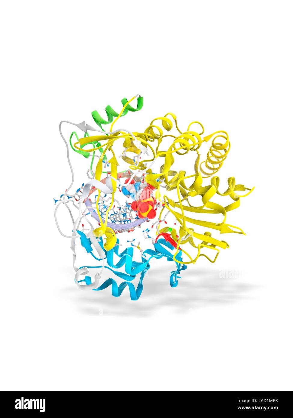 Foot-and-mouth disease virus drug complex. Computer artwork showing the ...