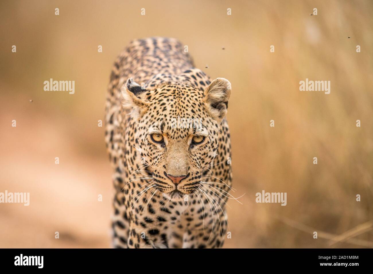 Leopard walking hi-res stock photography and images - Alamy
