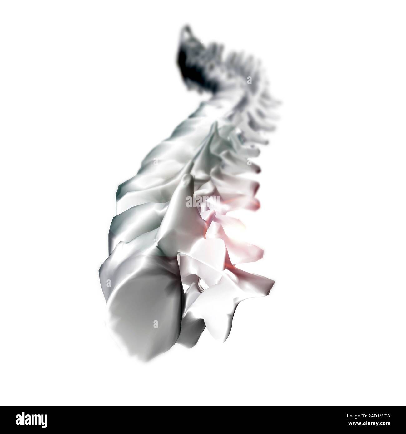 Human backbone. Illustration of the spine (the backbone or spinal ...