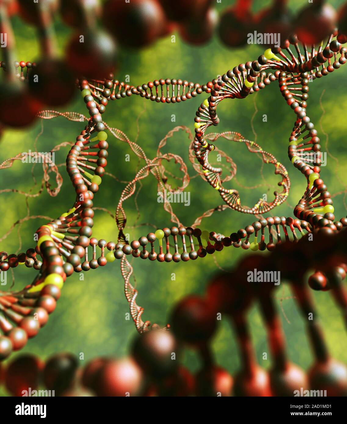 DNA (deoxyribonucleic acid) strands, illustration. DNA is the genetic ...