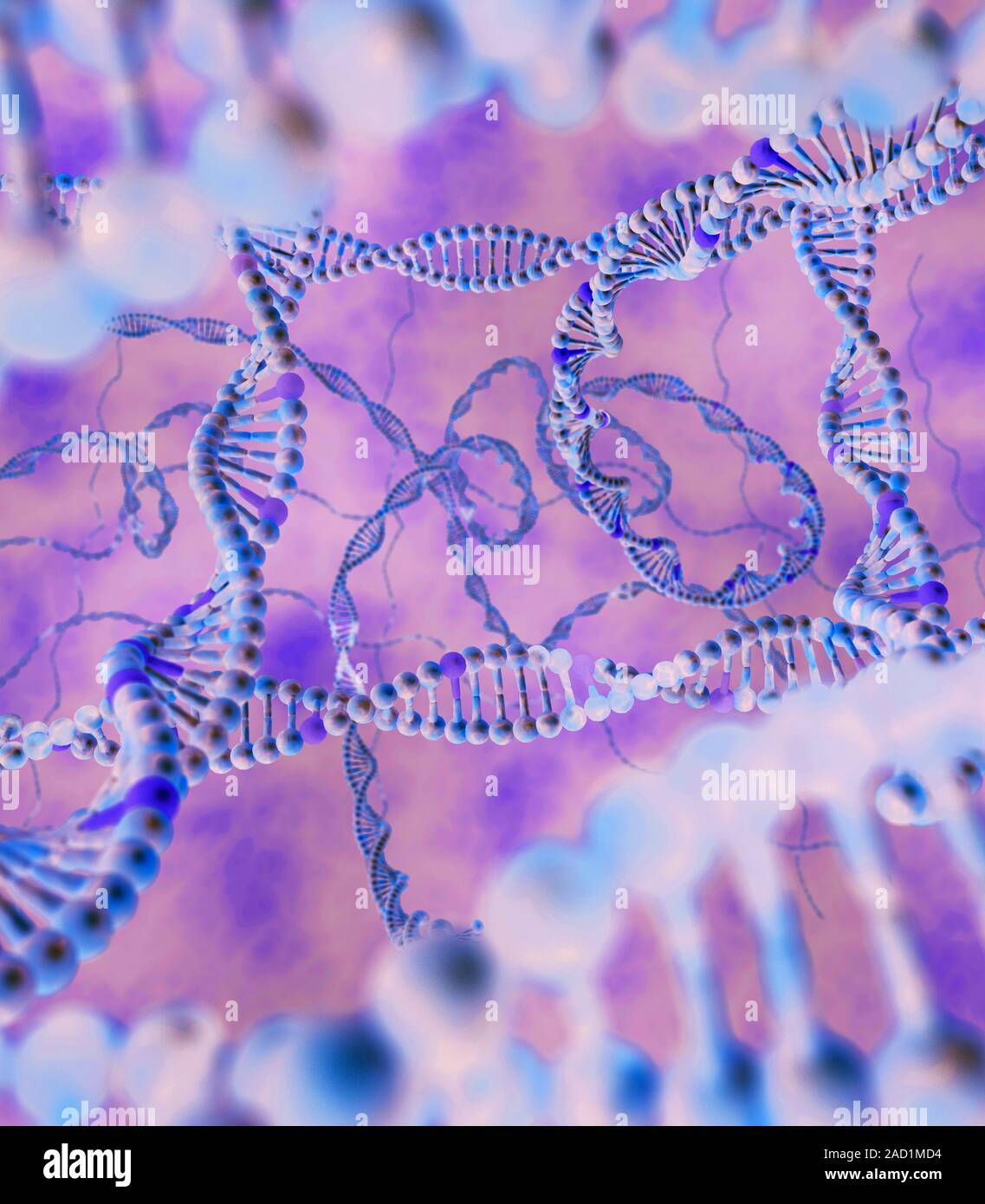 DNA (deoxyribonucleic acid) strands, illustration. DNA is the genetic ...