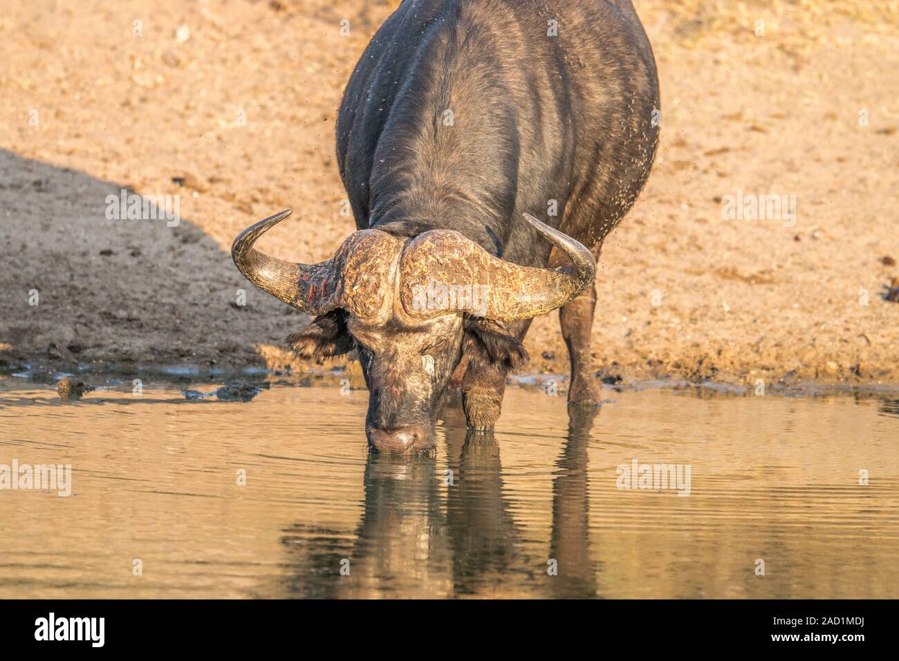 Drinking Buffalo bull in the Kruger Stock Photo - Alamy