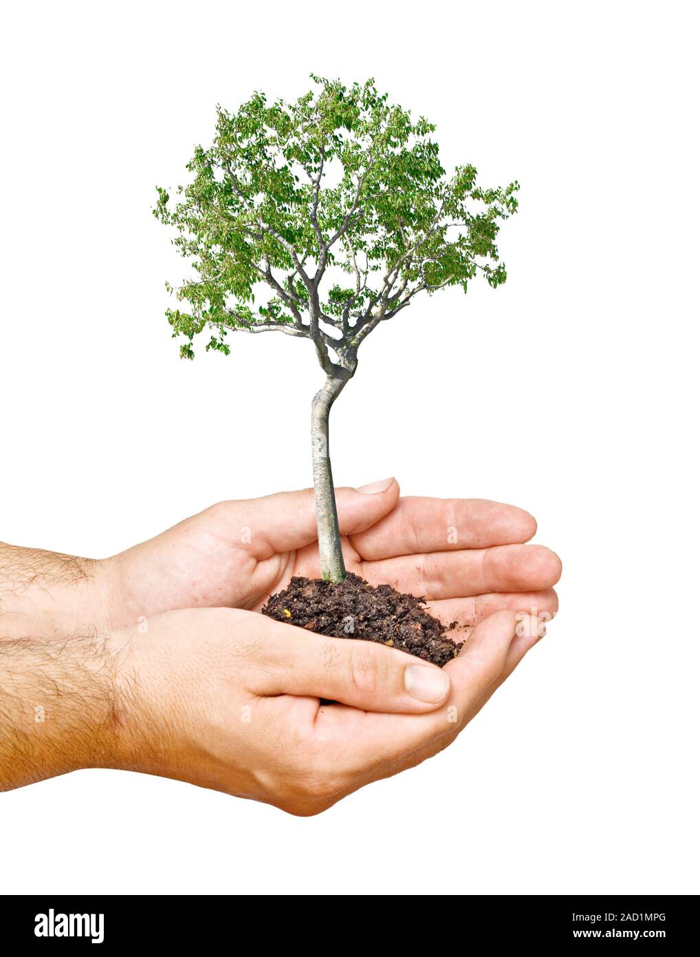 Tree in hands as a symbol of nature potection Stock Photo - Alamy