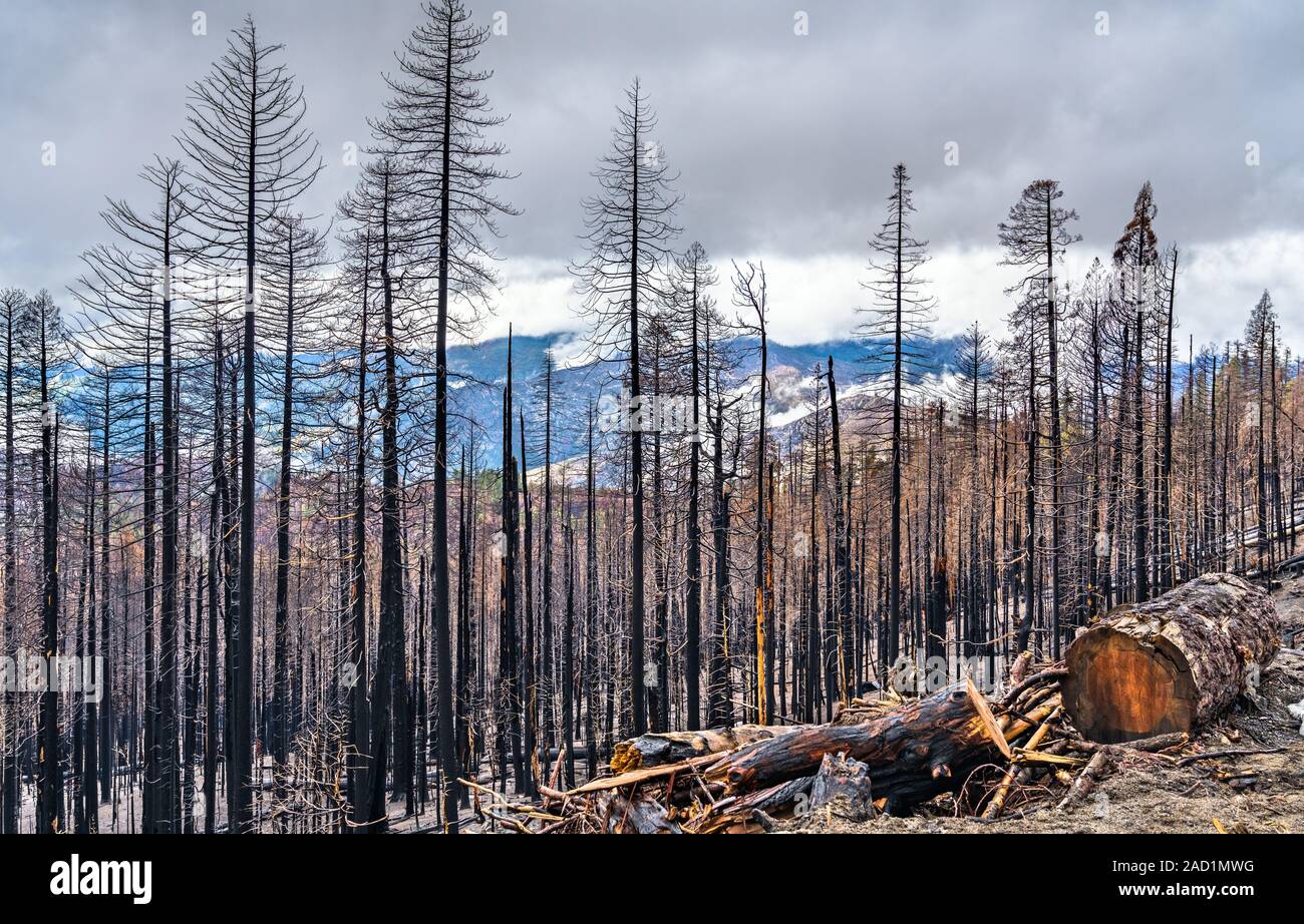 Burned down forest in Yosemite National Park, California Stock Photo ...