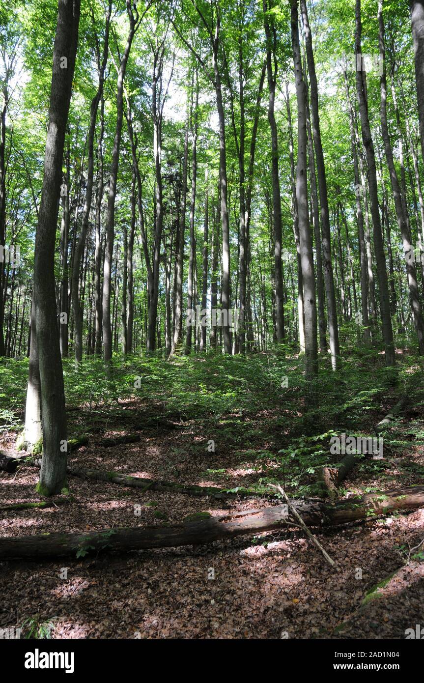 Fagus sylvatica, Beech, wood with old trees and seedlings Stock Photo ...