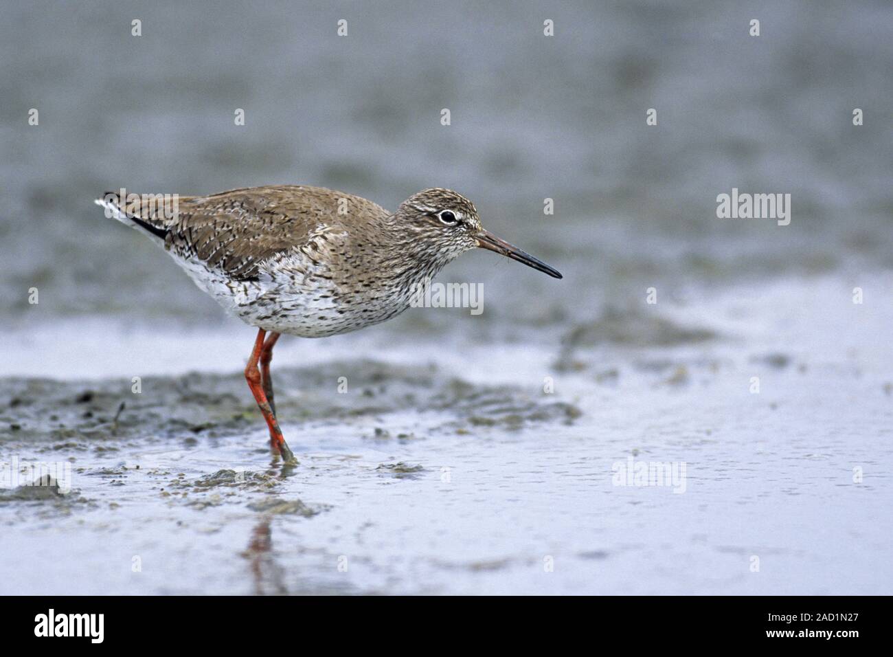Common Redshank, both sexes incubate the eggs for 4 weeks - (Photo ...