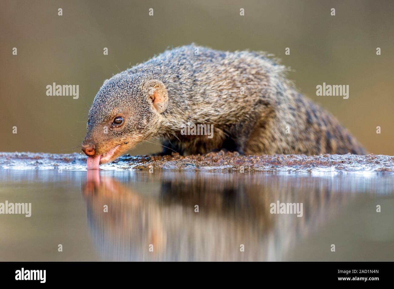 Banded Mongoose (Mungos mungo) drinking, Zimanga Game Reserve, KwaZulu ...