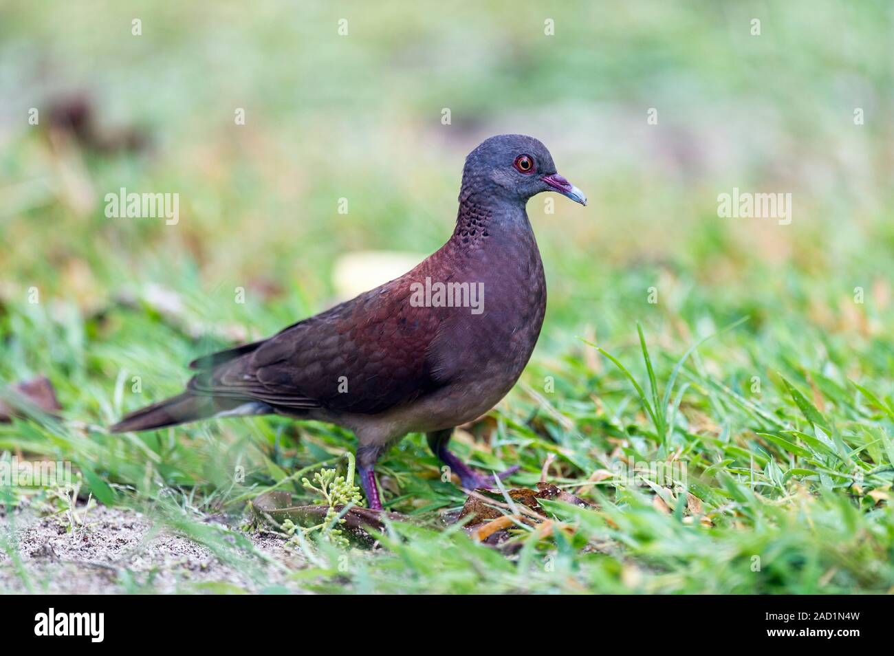 Madagascar Turtle Dove (Streptopelia picturata), D'Arros Island and St ...