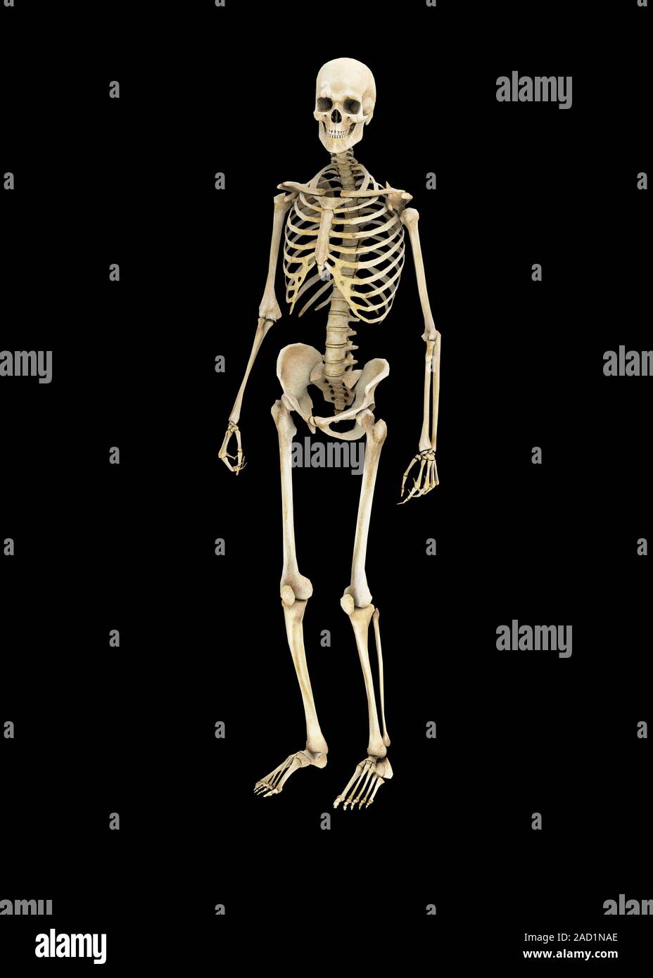 Human skeleton. Computer illustration of a male human skeleton Stock ...